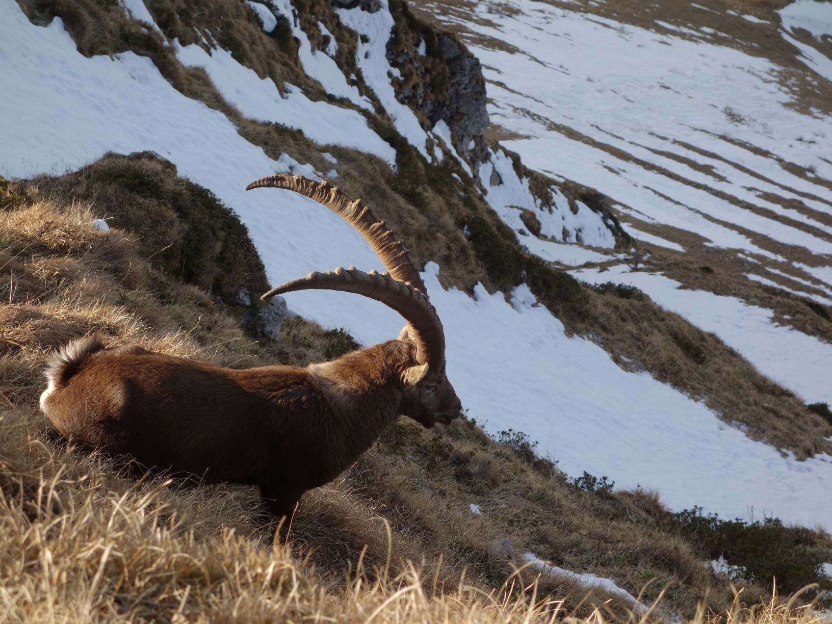 Bouquetins des Alpes – Aventures Alpines